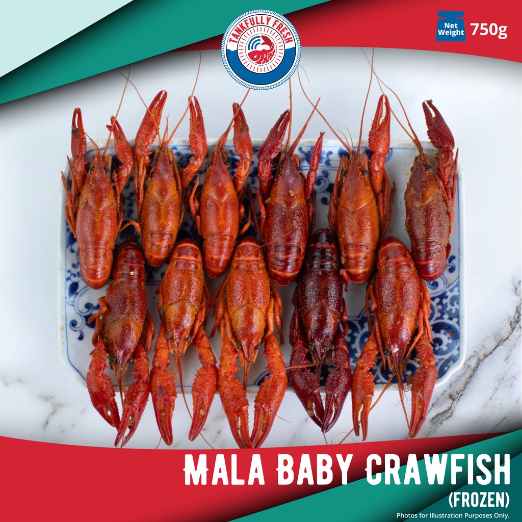 [Tankfully Fresh] Ready To Eat Sichuan Mala Baby Crawfish 麻辣小龙虾 (750g ...
