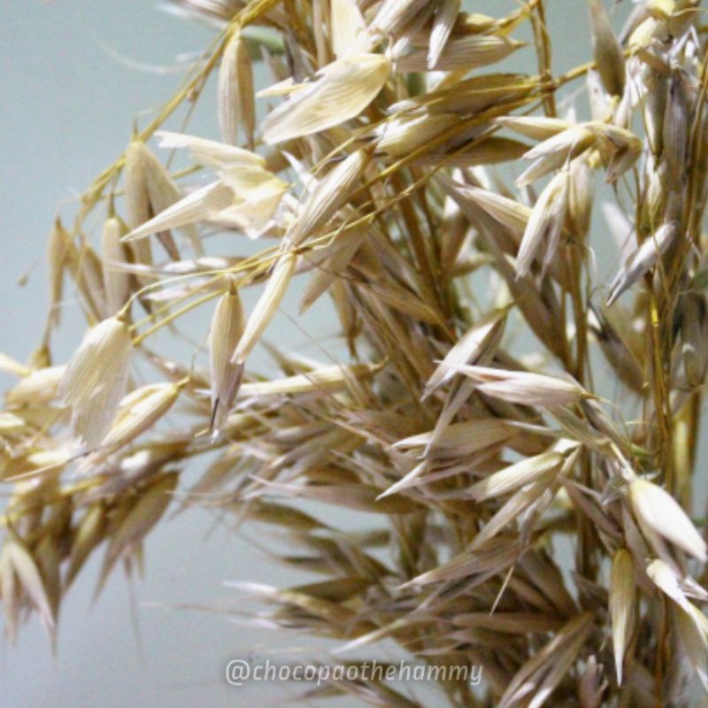 Oat spray | Chocopaothehammy | Shopee Singapore