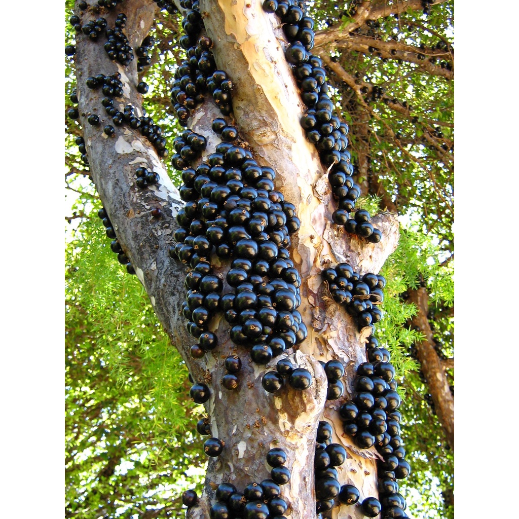 Jaboticaba Fruit (Brazilian Grape) | Shopee Singapore