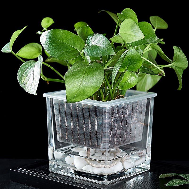 Hydroponic Vessel Glass Flowerpot Square Spathiphyllum Chlorophytum ...