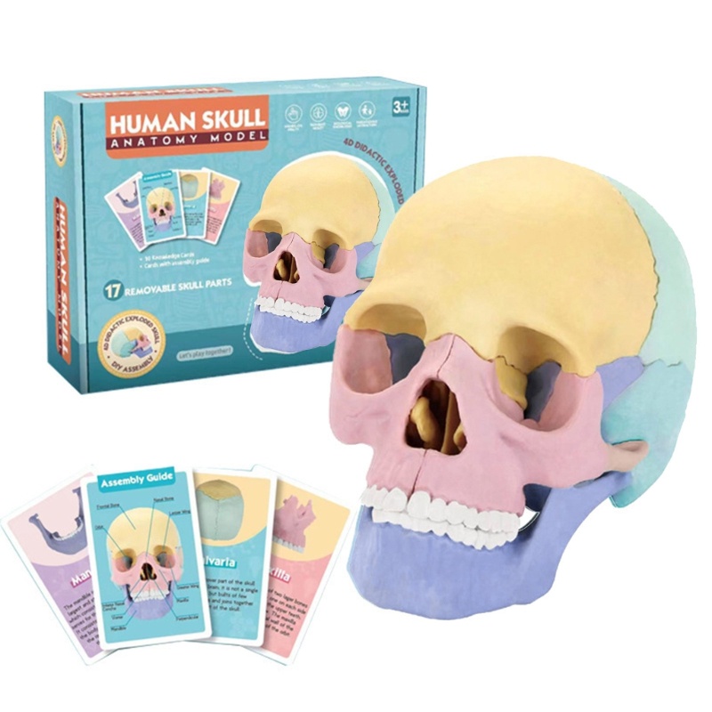 DO Exploded Skull Model Medical Skull Model Anatomy Skull Model For ...
