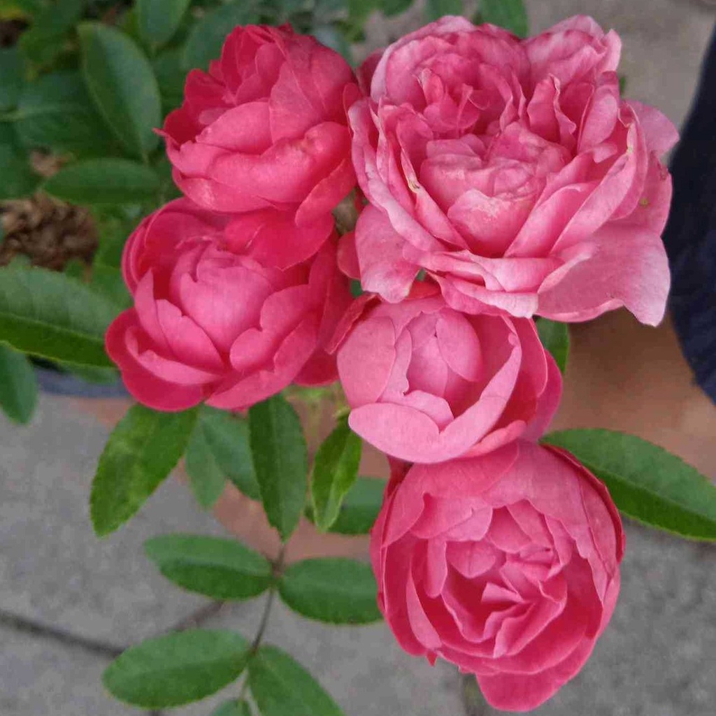 Climbing Rose Collection ( Pink Flower ) : Vertical Beauty for Your ...