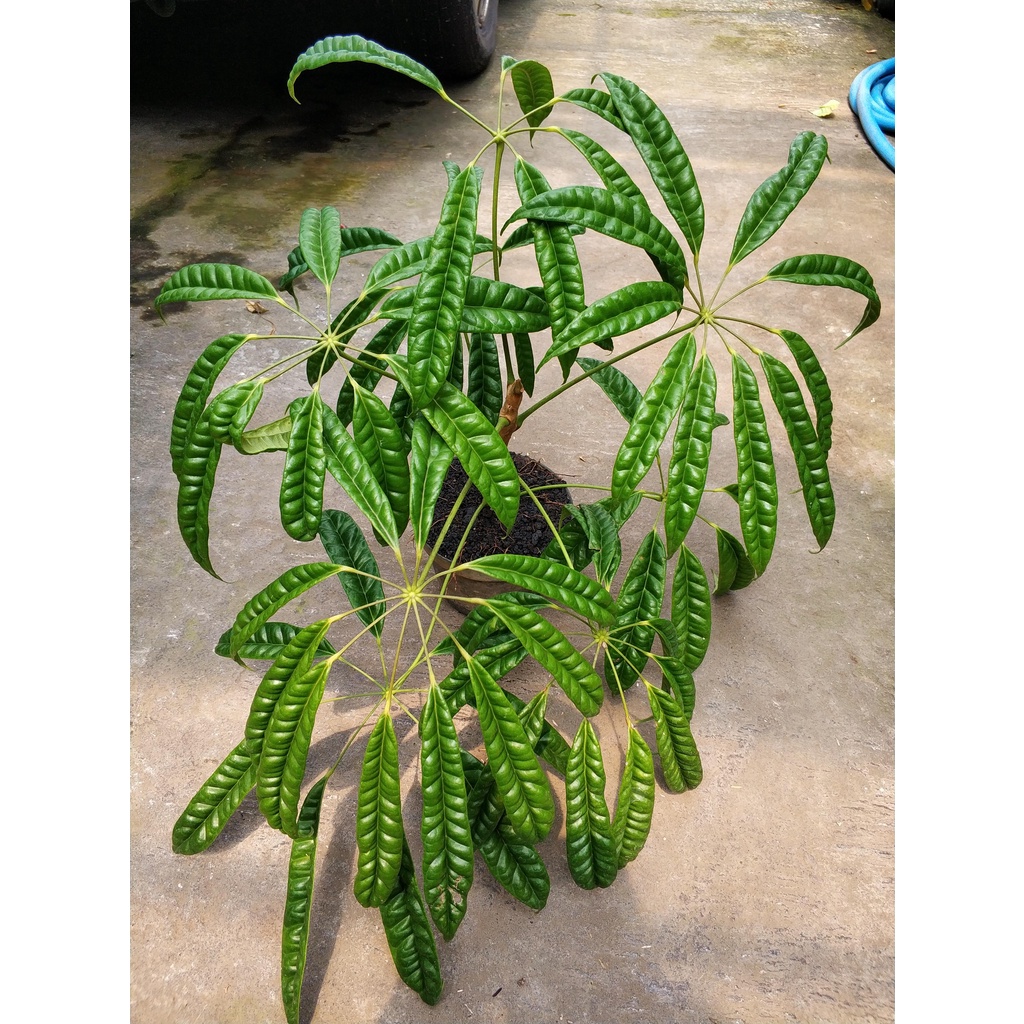 Radiant Elegance: Schefflera Albido-bracteata - A Stunning Plant for ...