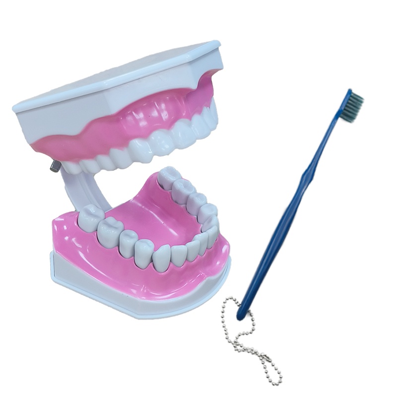 2 Times Tooth Model Removable Dental Model Brushing Model With ...