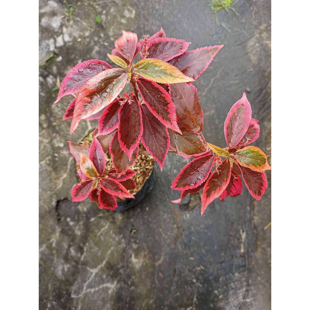 Sindo - Acalypha wilkesiana 'Mosaica', Fire Fiji Plant, Beef Steak ...