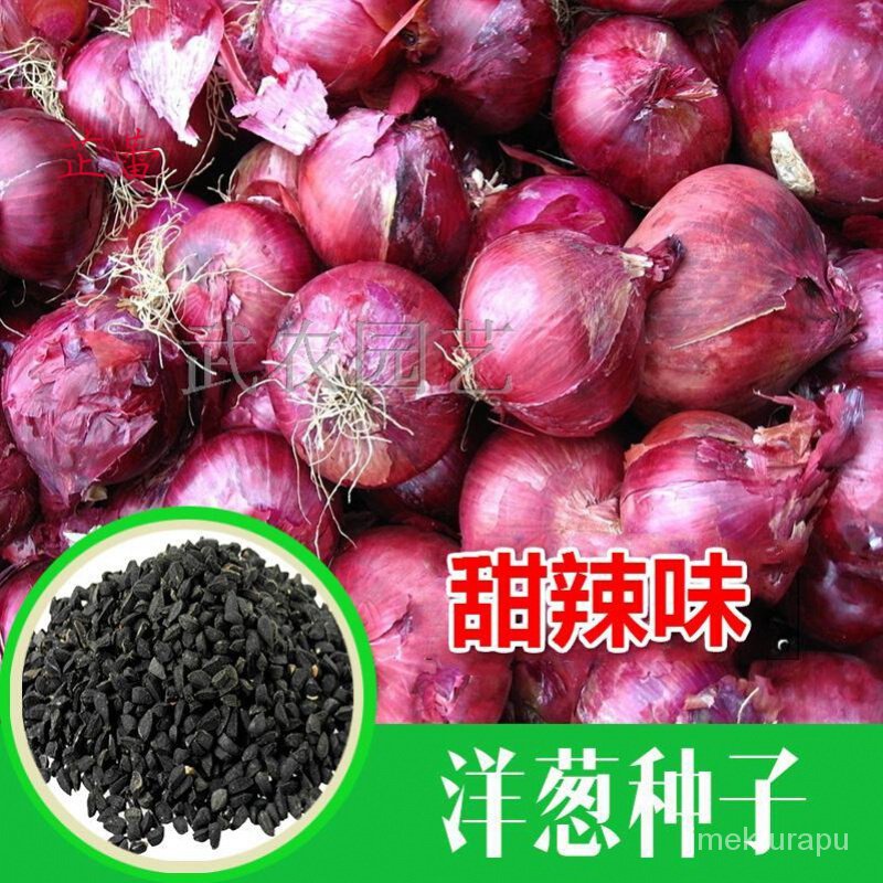 Traditional Organic Red Onion Seeds Childhood Onion Flavor Purple Skin ...