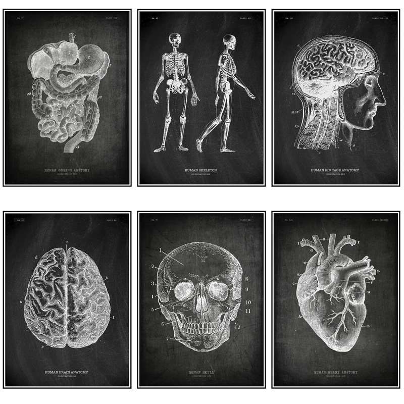 Anatomy Skeleton Blackboard Poster Copper Board Poster Family Medical ...