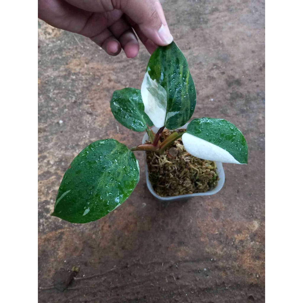 Sindo - Philodendron White Knight Plant Majestic Beauty for Your Indoor ...