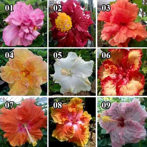 Sindo - Hibiscus Mix Plant A Colorful Collection for Your Garden Live Indoor Plant | Shopee ...