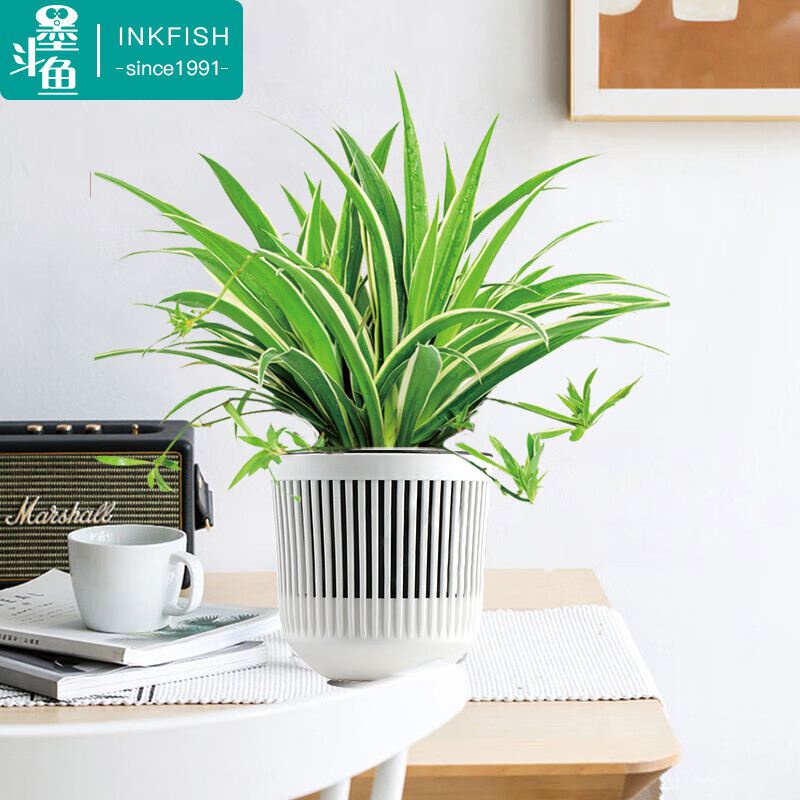 Cuttlefish VAR Marginatum Potted Plants Hollow Basin Indoor Ivy ...