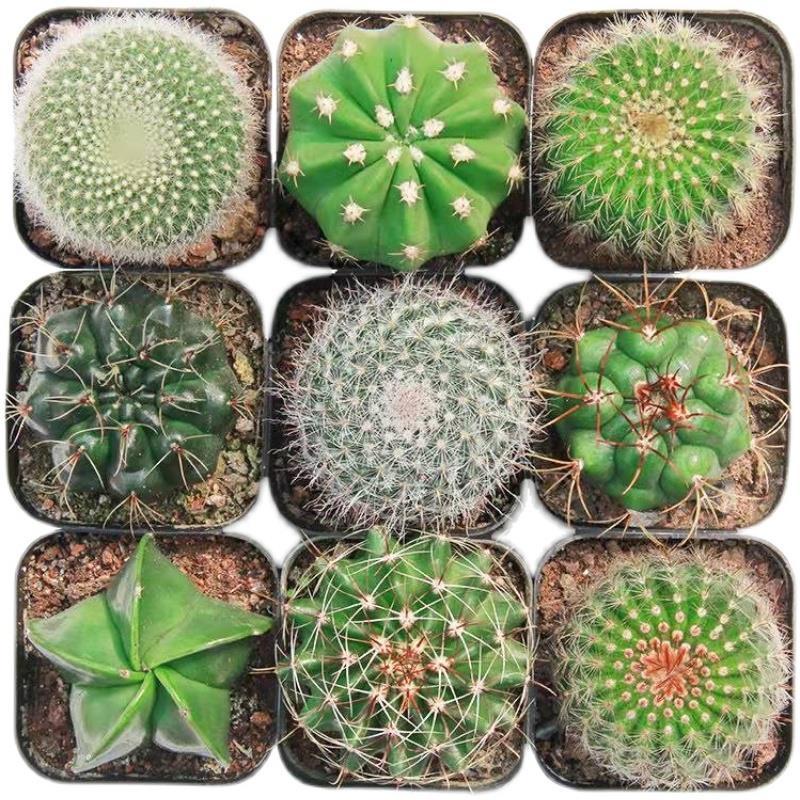 Cactus Radiation Protection Succulents Potted Plants Indoor Flower ...
