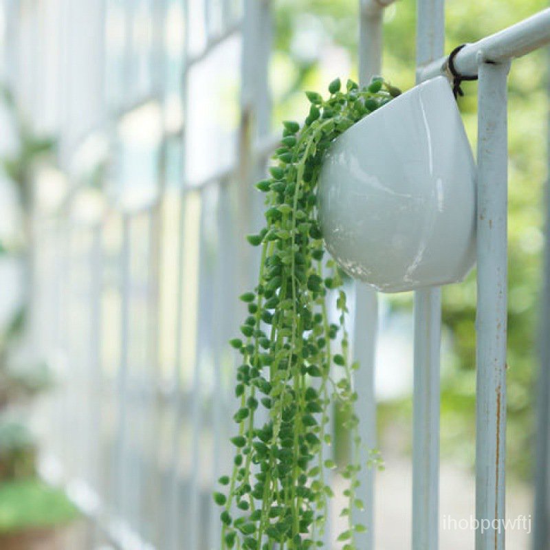 Cradle and Flower Pot Succulent Ceropegia Woodii Chlorophytum White ...