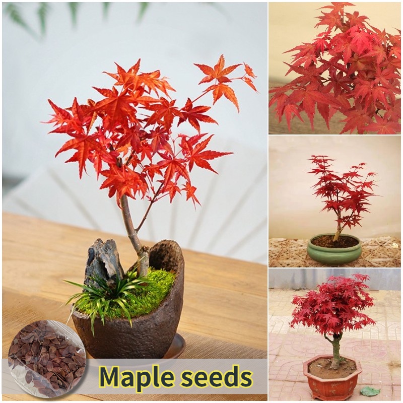 [100% Fresh Seeds] 35pcs Maple tree seeds for sale Japanese Maple Seeds ...