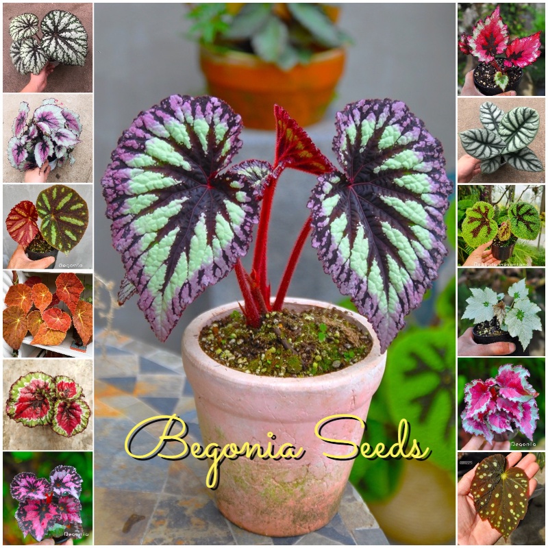 Mixed Rare Begonia Seeds Assorted Flower Seeds for Gardening (50 Seed ...