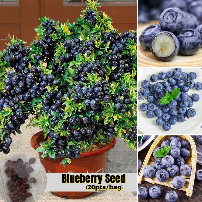 20 Seeds Edible Blueberry Tree Seeds Sweet Fruit Seeds for Planting ...