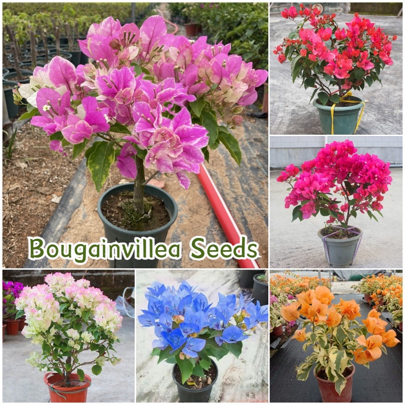 Fresh Bougainvillea Seeds For Planting Flowers Mixed Color 70 Seed