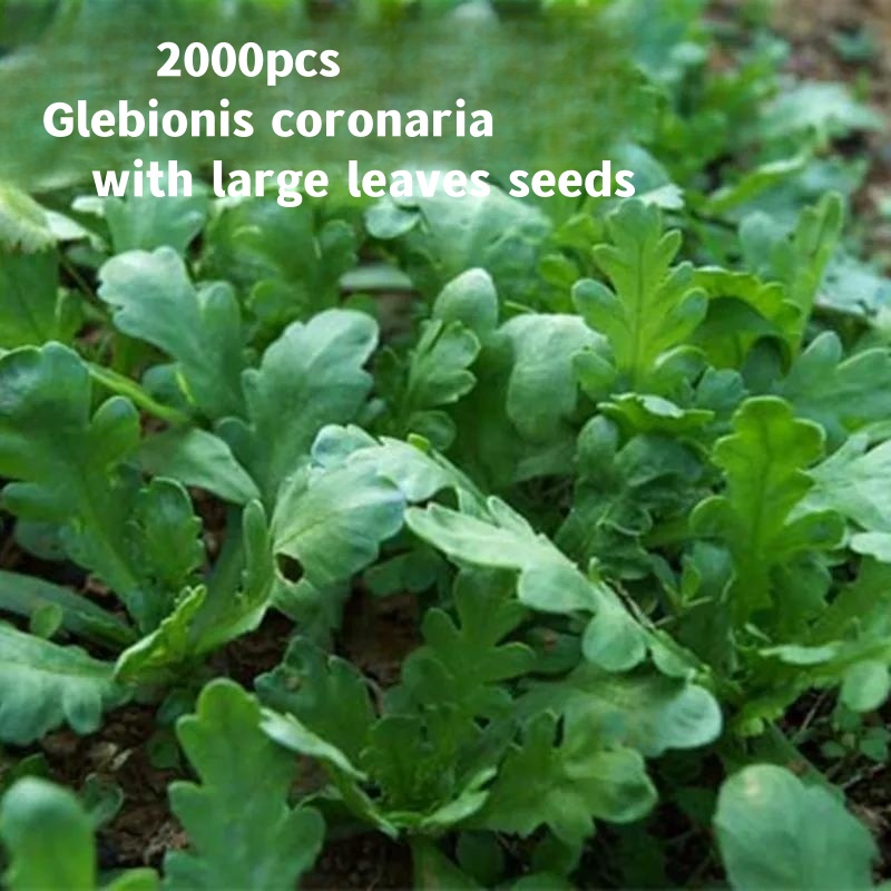 【Local seller】2000pcs Glebionis coronaria with large leaves Vegetable ...