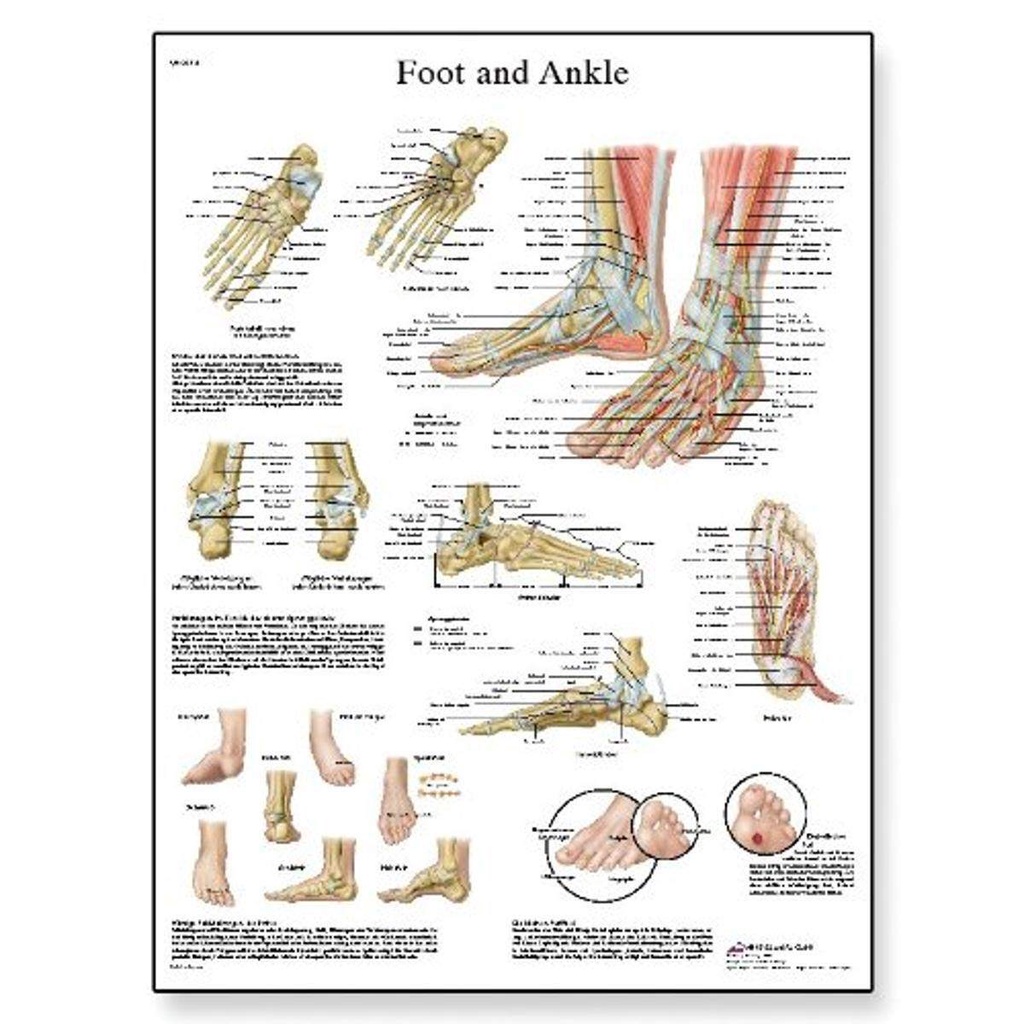Laminated Paper Foot and Ankle Anatomy and Pathology Chart Poster ...