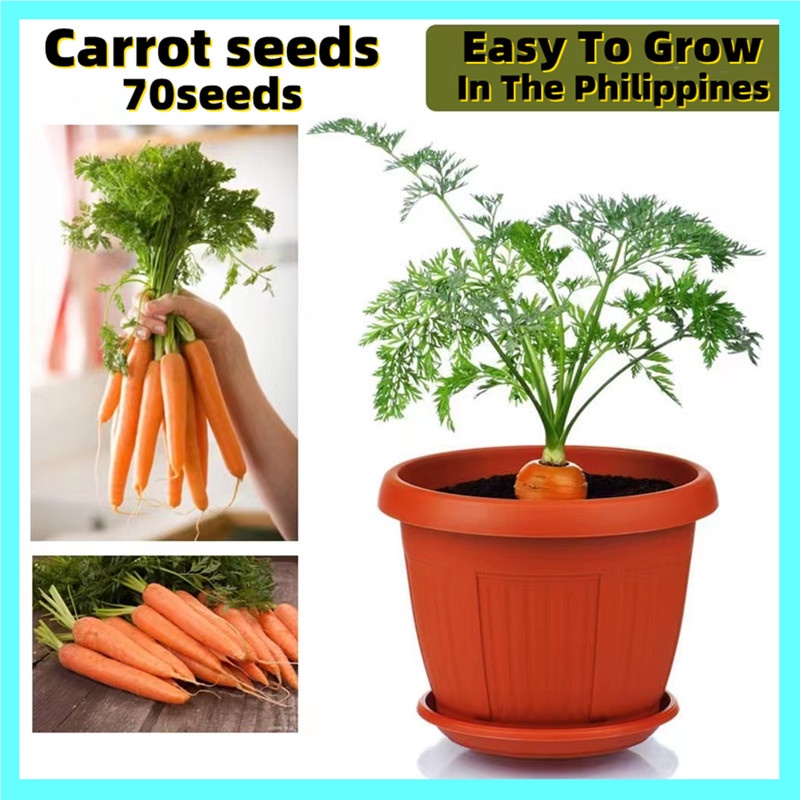 70seeds Tropical Red Carrot Seeds for Sale Bonsai Seeds for Planting Vegetables Premium and ...