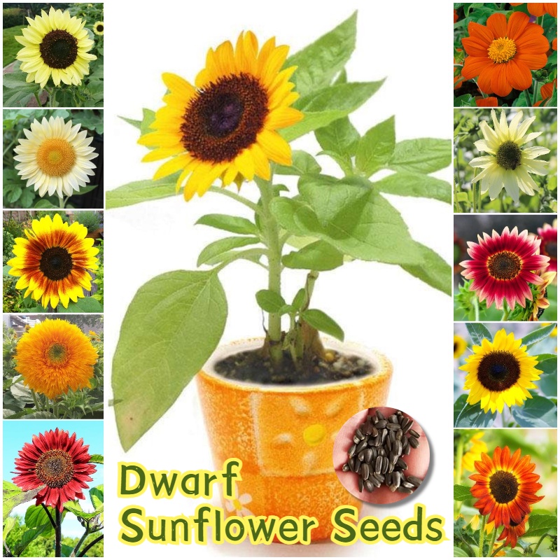 Dwarf Sunflower Seed Flower Seeds for Planting (20 Seed) Bonsai Flower ...
