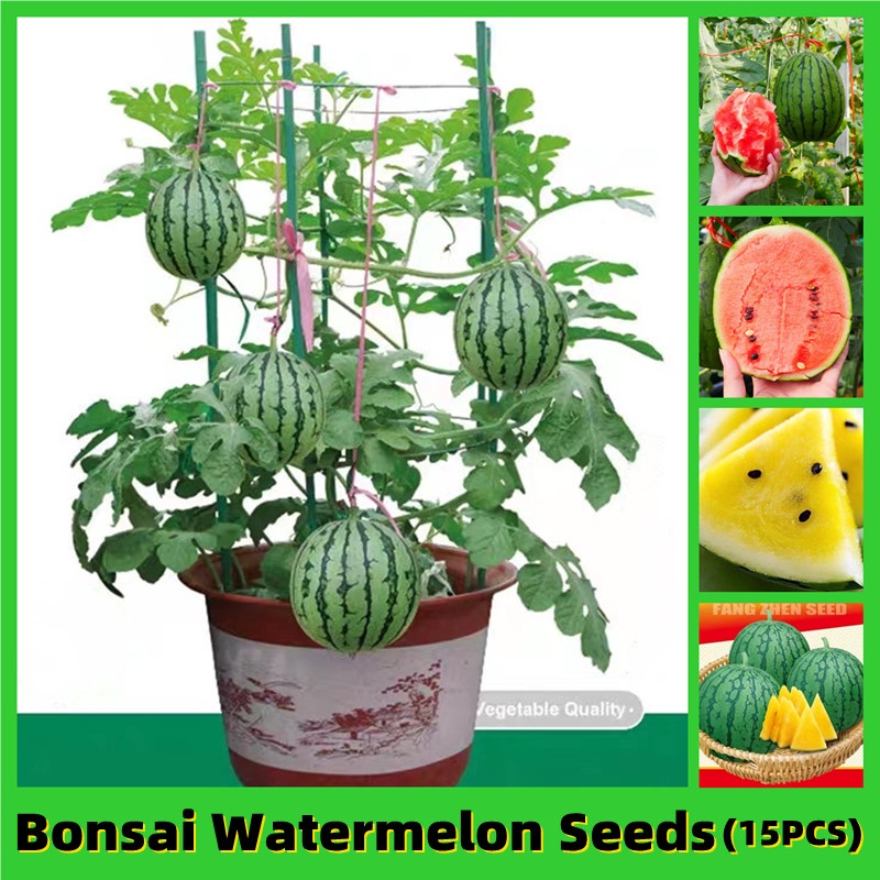 100% Original Sweet Juicy Mini Watermelon Fruit Seeds for Sale (15pcs ...