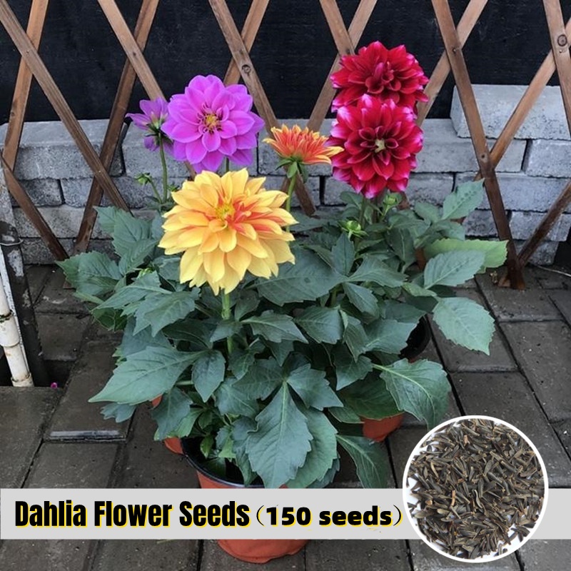 [Fast Germination] Giant Hybrid Dahlia Flower Seeds for Planting ...