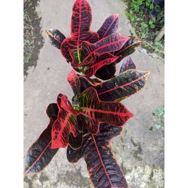 Codiaeum variegatum plants | Shopee Singapore