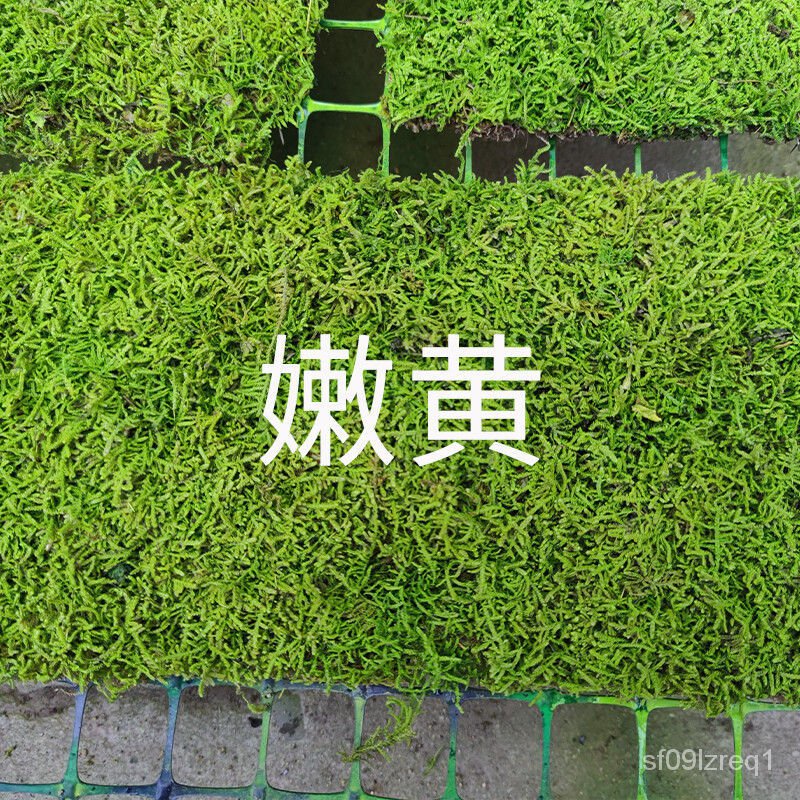 YQ24 Immortal Moss Leucobryum Glaucum Large Gray Moss Indoor ...
