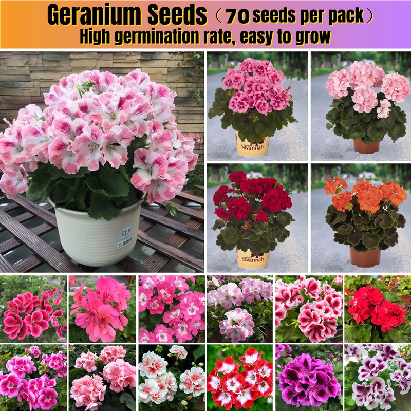 [Fast Germination] 70pcs Mixed Colors Geranium Seeds Flower Seeds for ...