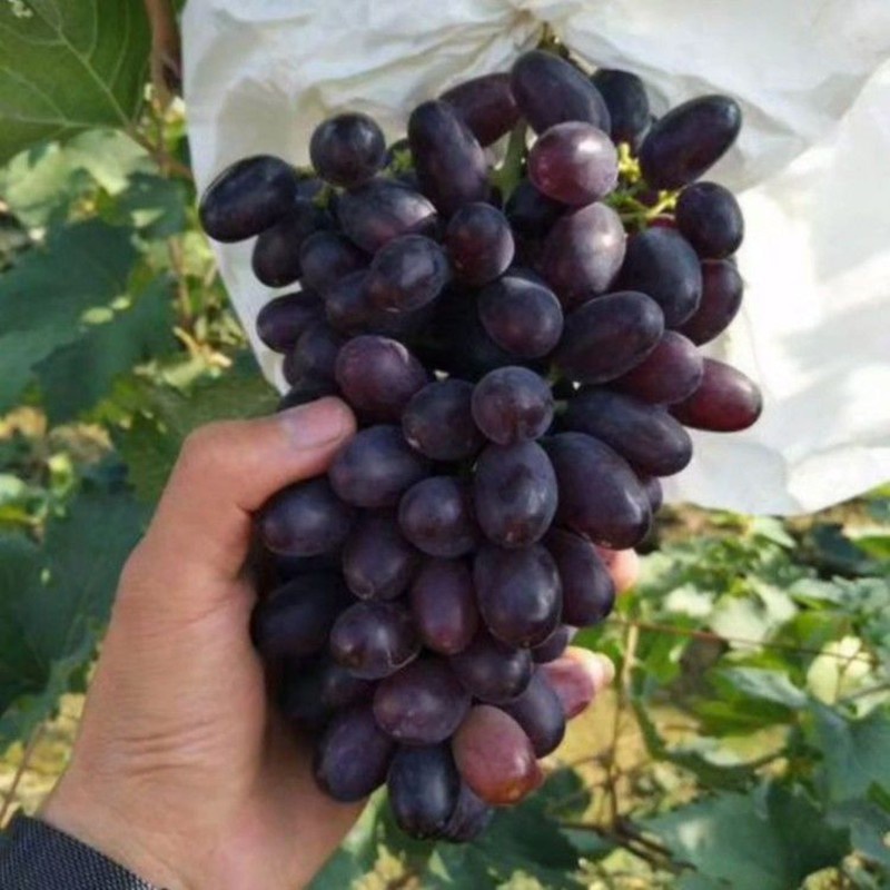 Grape Seedlings South and North Planting Field Cultivation Potted ...