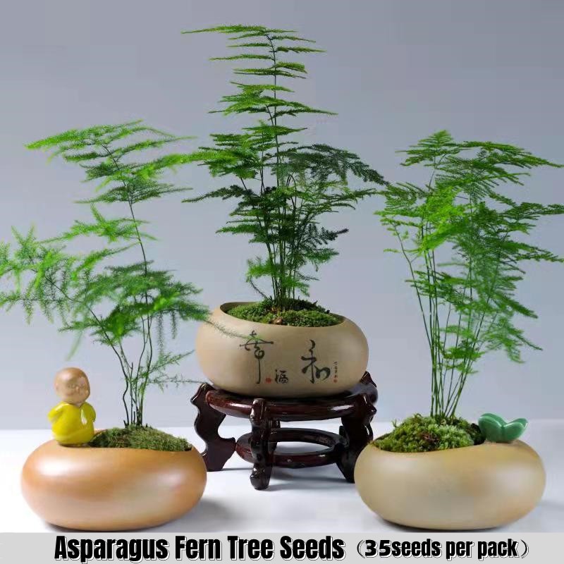 [Fast Growing] 35pcs Asparagus Fern Tree Seeds Asparagus Fern Plants ...