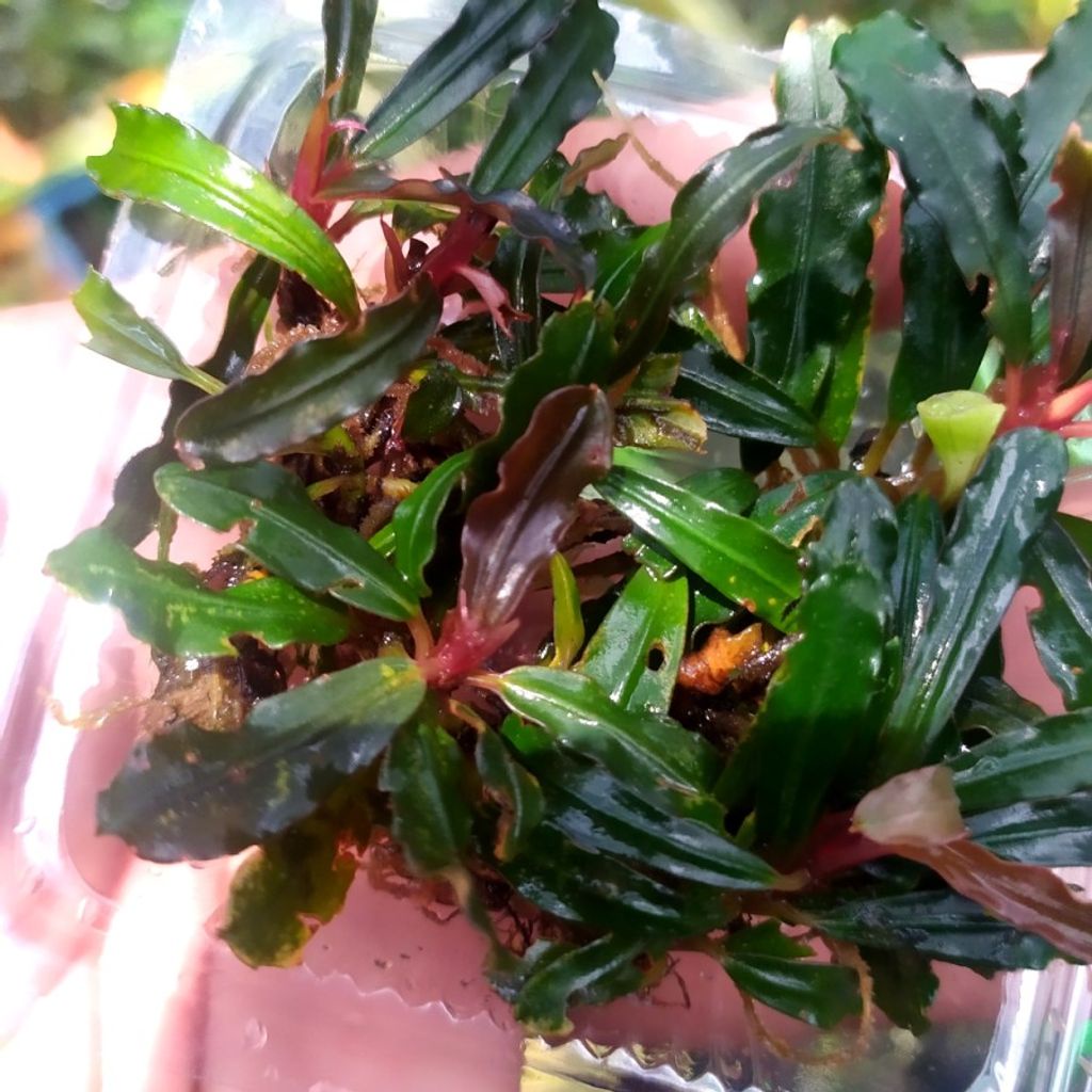 Sindo - Bucephalandra Red Velvet In a Small Plastic Container mika Live ...