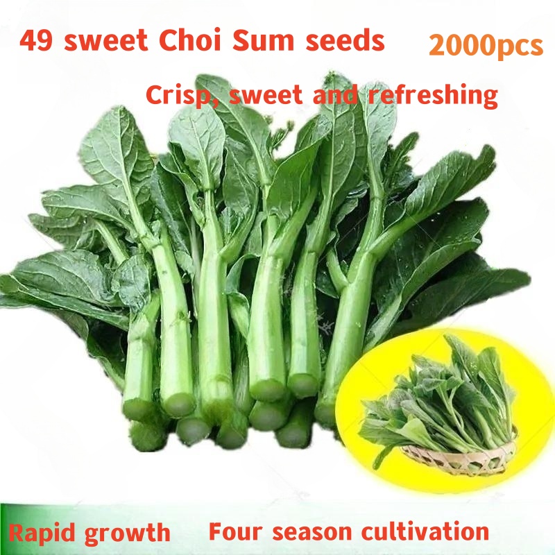 【Local seller】 2000pcs 49 sweet Choi Sum seeds Vegetable seeds ...