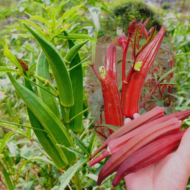【Buy 1 free 1】Okra seeds red okra seeds season balcony potted vegetable ...