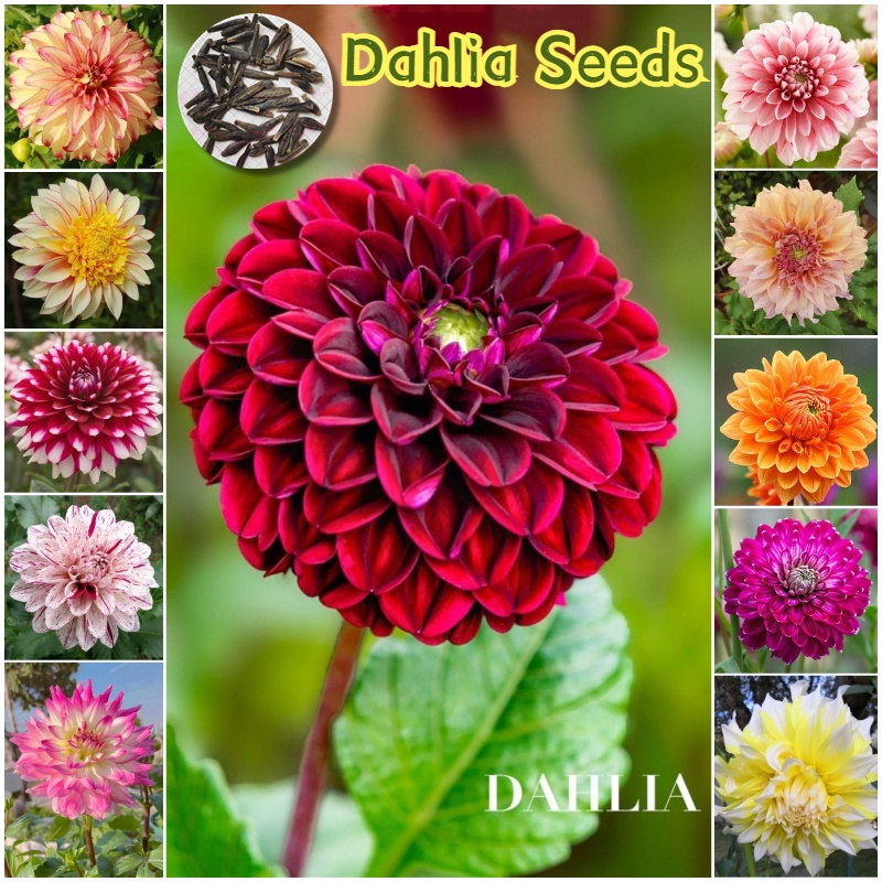 [100% Original] Fresh Dahlia Seeds for Planting (Mix Color 150 Seed ...