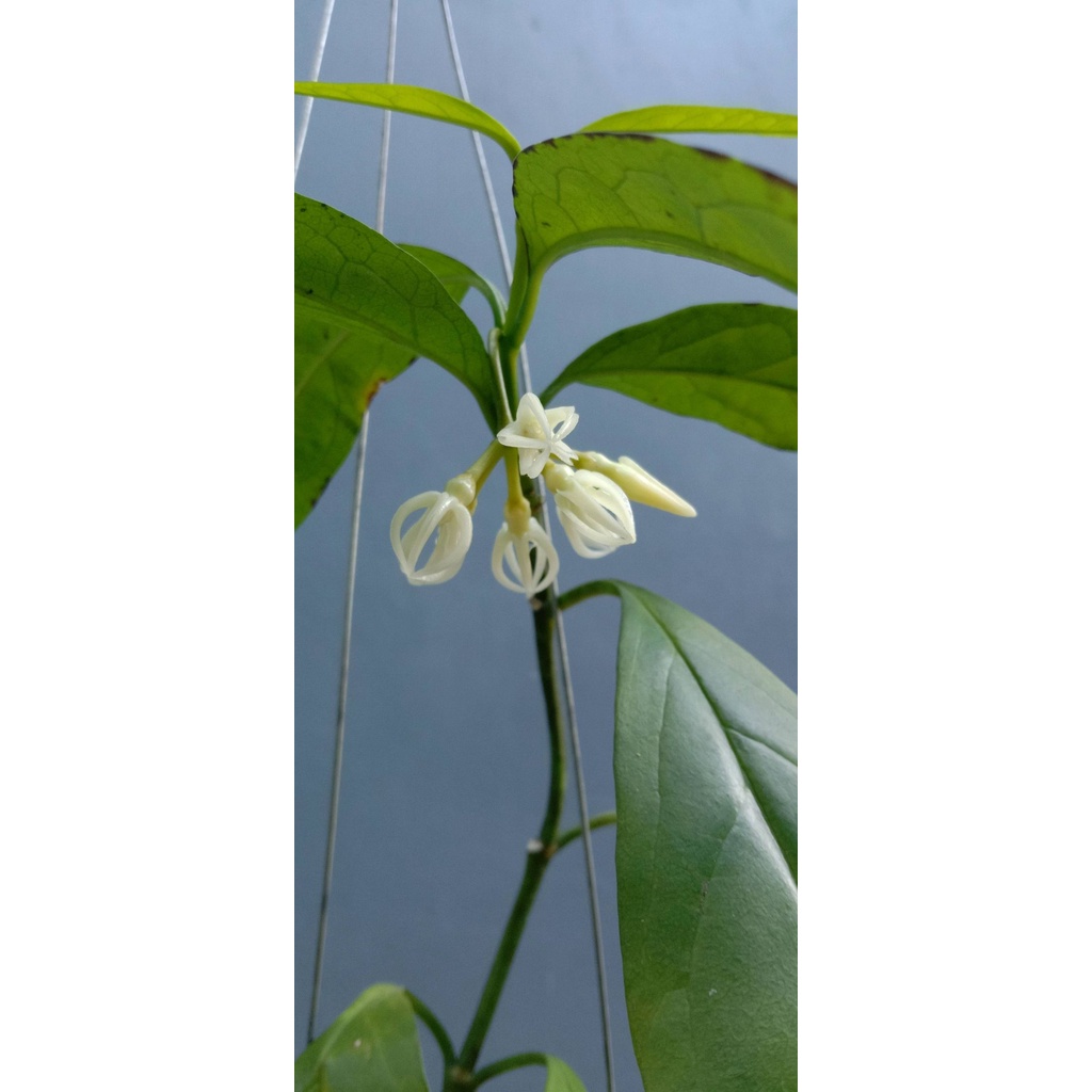 Sindo - Hoya Decipulae.by Zamzam Plants Live Plant XXWXM3VXFT | Shopee ...