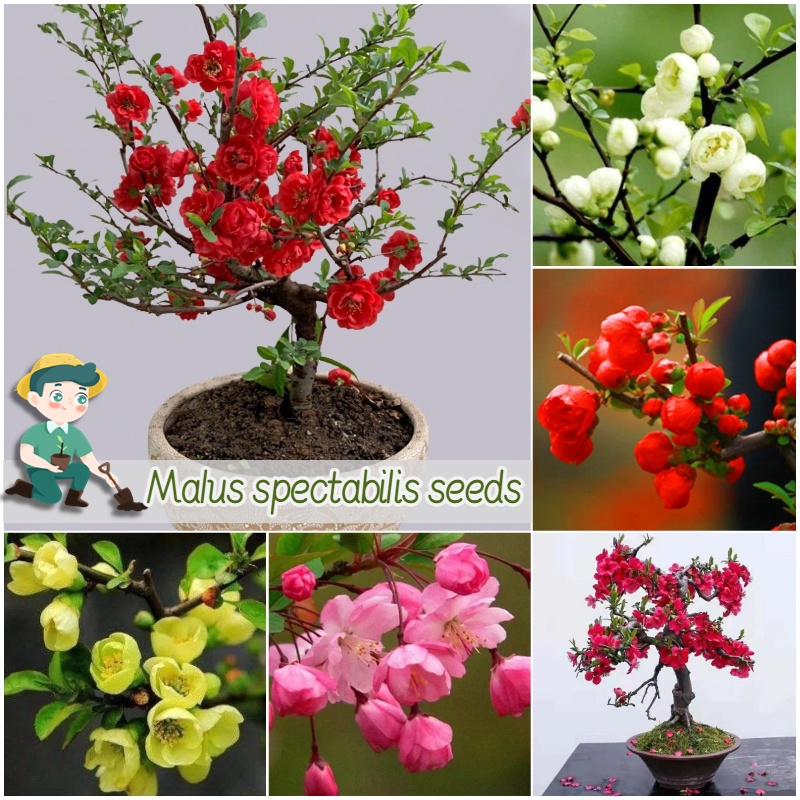 Rare Malus spectabilis Crabapple Flower Seeds for Gardening (Mixed ...