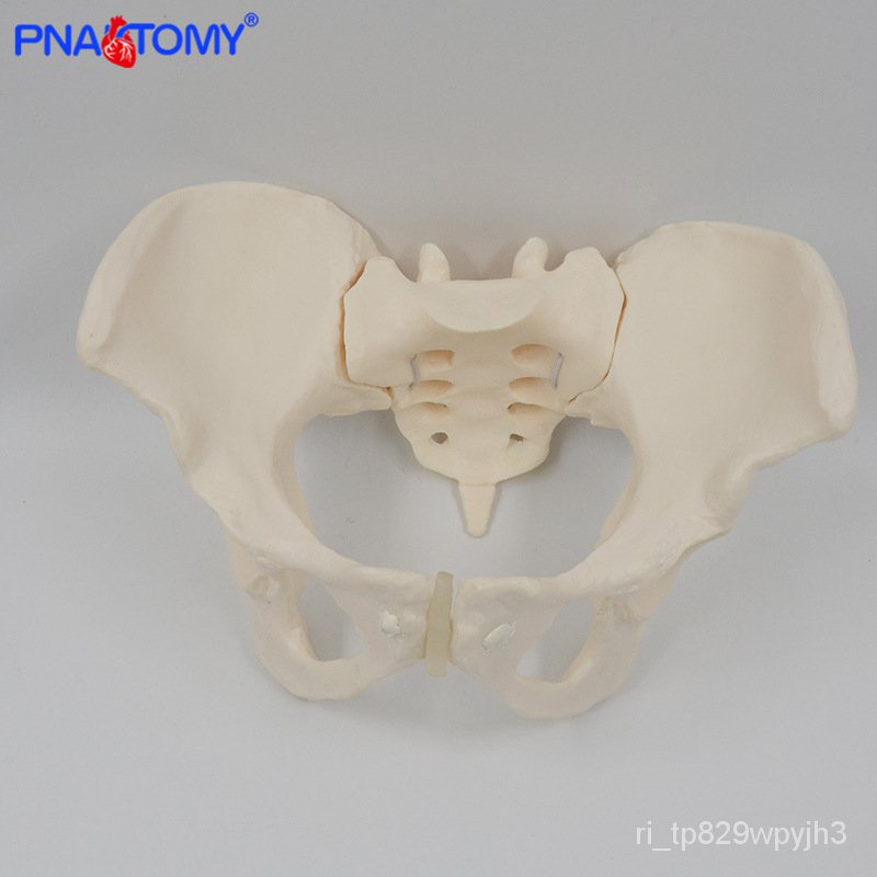 YQ29 1Ratio1Movable Pelvis Model Sacrum Hip Female Pelvis Flexible ...
