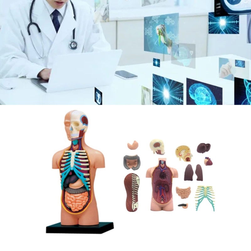 love* Human Body Model Anatomy Model with Removable Organs 3D Human ...
