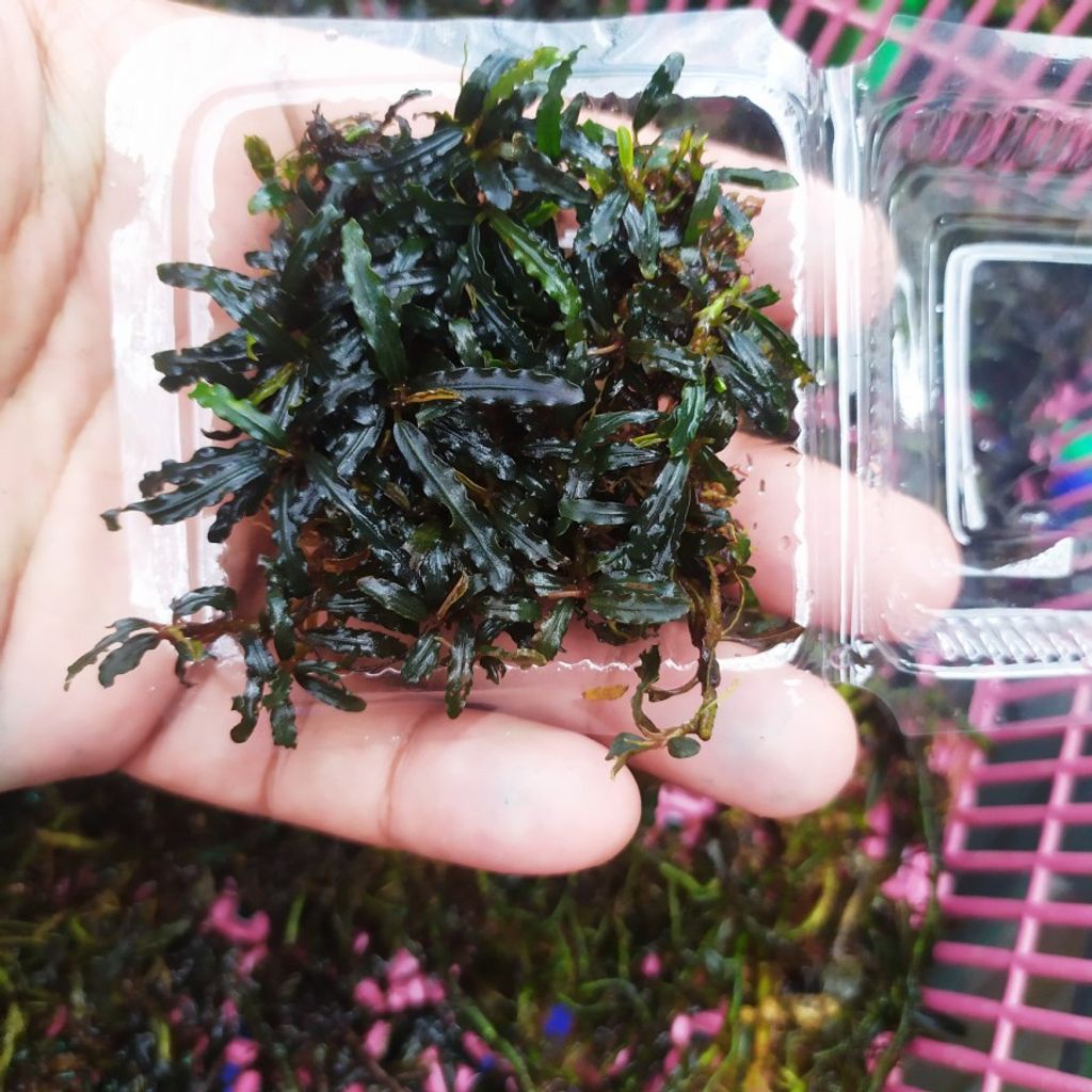 Sindo - Bucephalandra Mini Micro Cathrinae in a Small Plastic Container ...