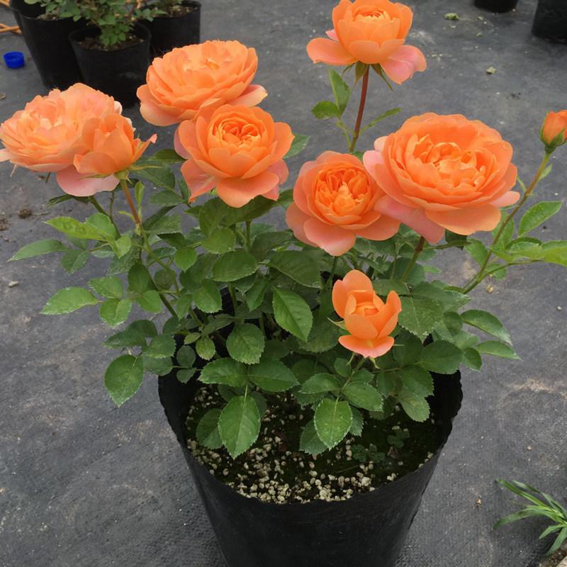 Middle Dream Chinese Rose Large Seeding Rose Seedlings Potted Four ...