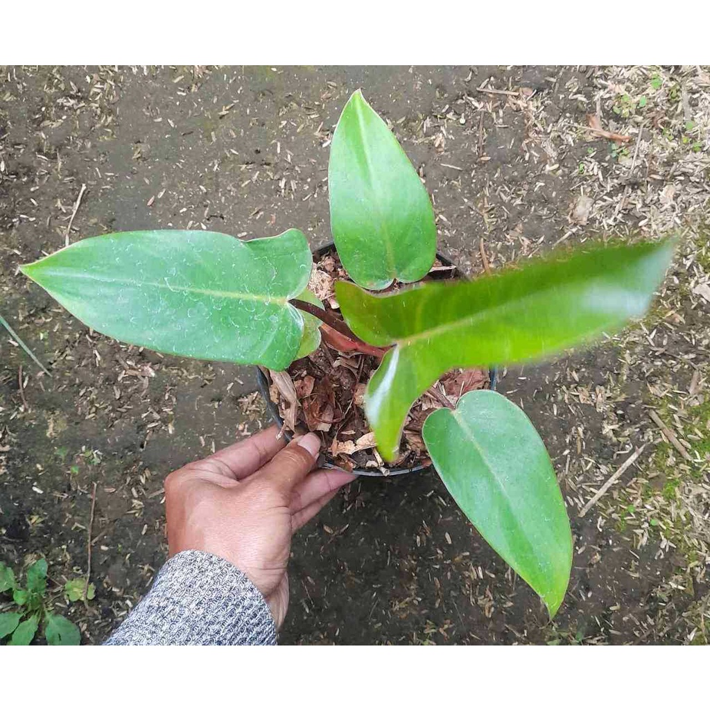 Sindo - Philodendron 69686 Plant A Green Marvel for Your Indoor Oasis ...