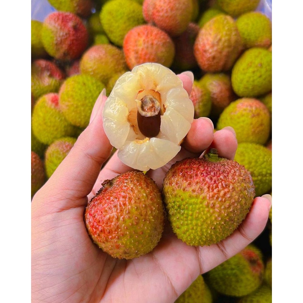 Sindo - Honey Lychees Are About To Bear Fruit By Andhika Live Plant ...