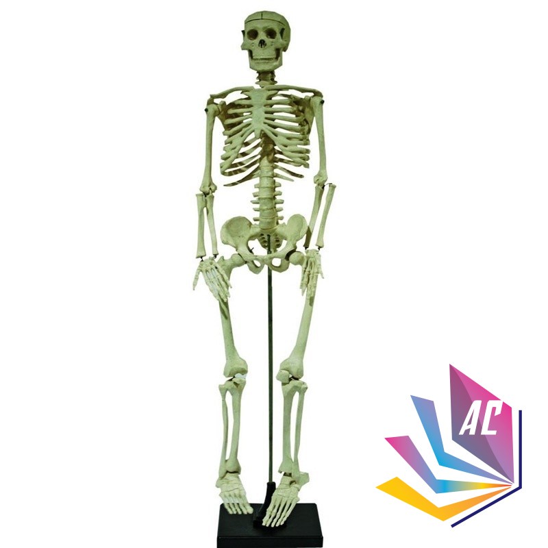 Human Skeleton Model / Human Skeleton Height: 85cm - Science Year 5 ...