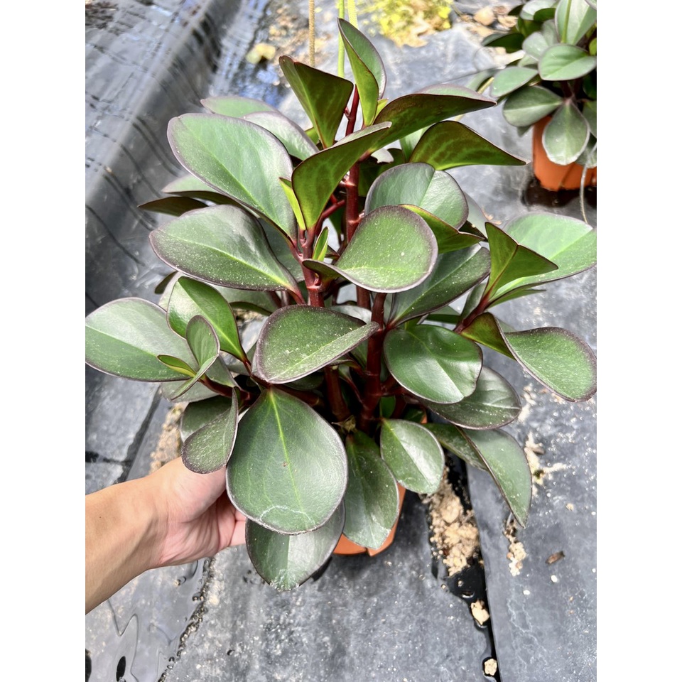 Peperomia Clusiifolia Red Margin - Red Edge Radiator Plant Fresh ...