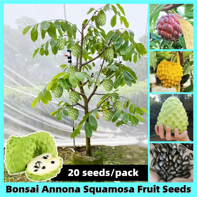 Mixed Varieties Atis Sugar Apple Annona Squamosa Seeds (20seeds) Sugar ...
