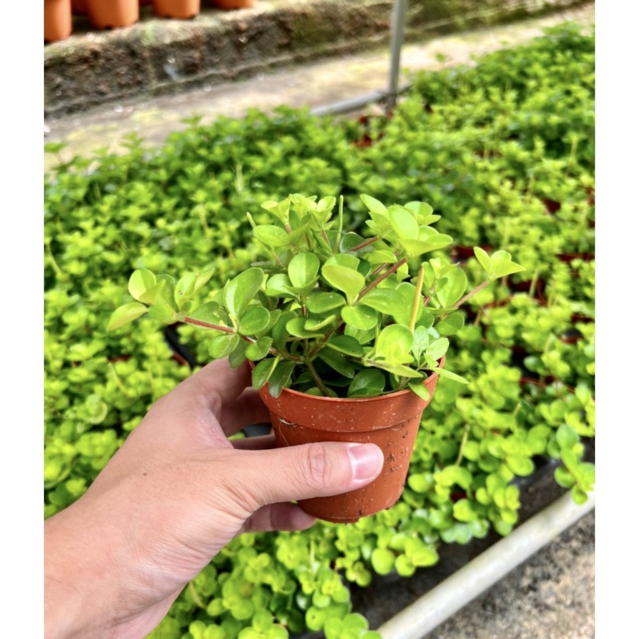 Cute Succulent Dwarf Jade Plant C 多肉盆栽 Fresh Gardening Indoor Plant ...
