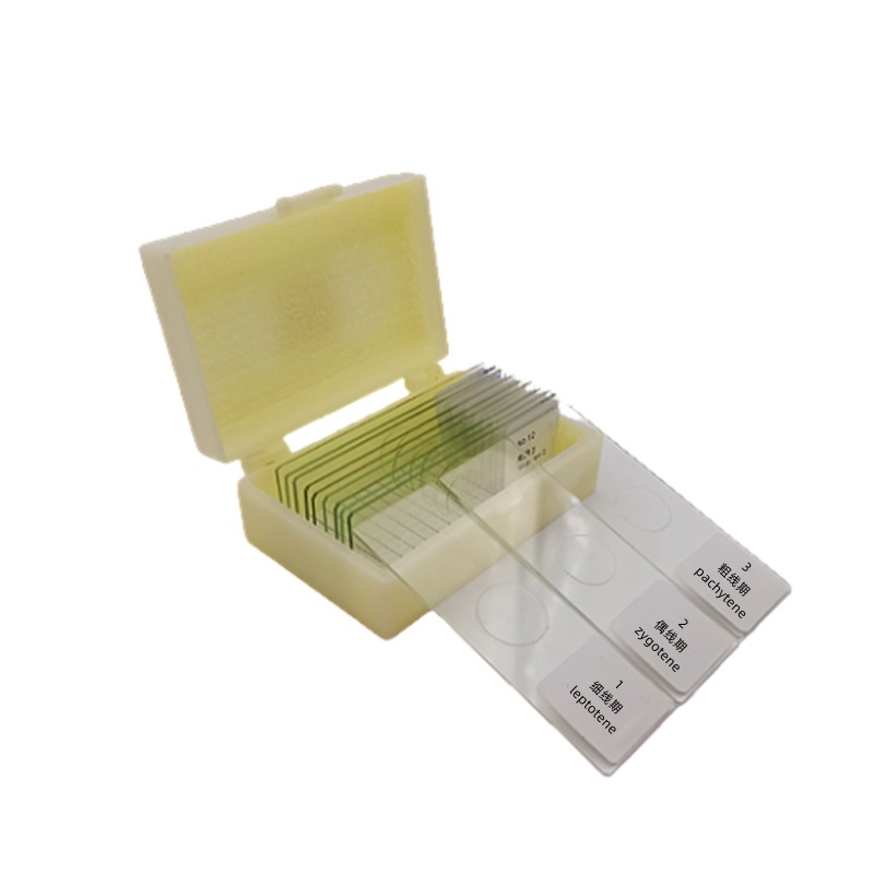 12pcs Onion Anther Meiosis 5pcs Onion Root Tip Mitosis Prepared Glass ...
