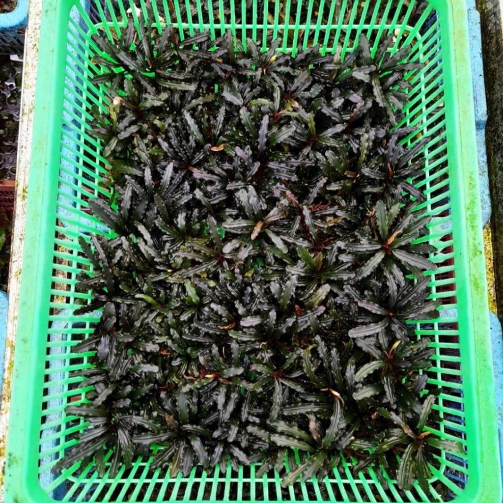 Sindo - Bucephalandra Red Velvet per Basket 25x30 cm Portion Live Plant ...