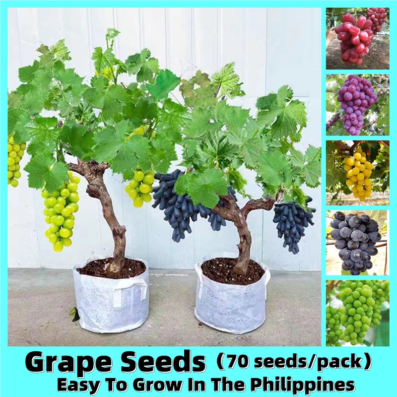 [Fast Germination] 70pcs Fresh Bonsai Grape Seeds for Planting Fruits ...